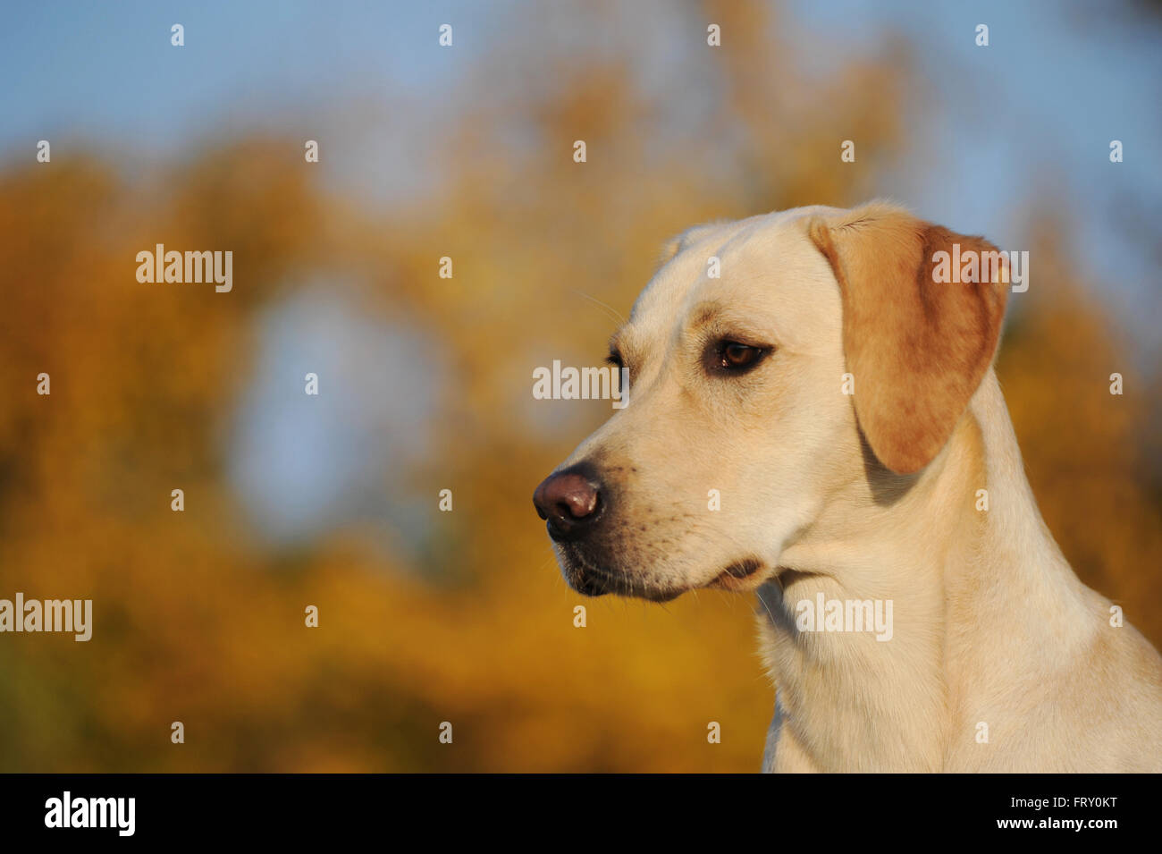 Labrador retriever, yellow, dog, portrait Stock Photo - Alamy