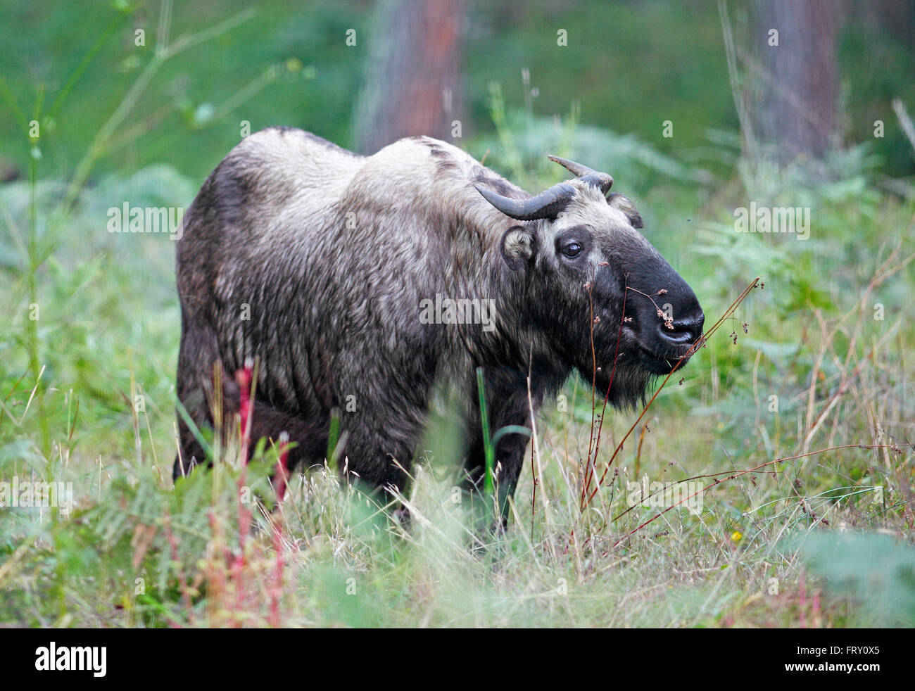 Takin (Budorcas taxicolor), Bhutan's national animal, Takin ...