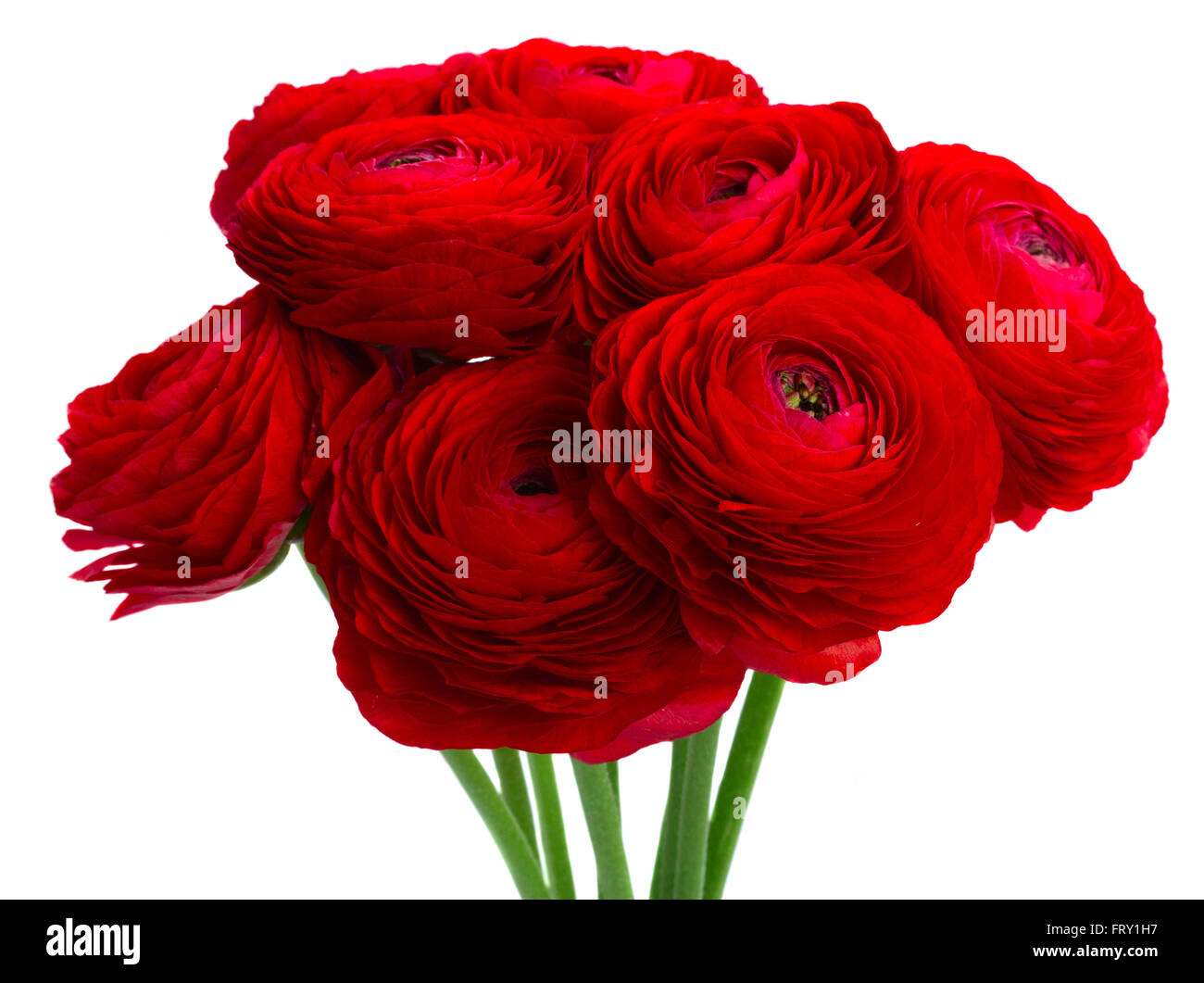 red ranunculus flowers Stock Photo - Alamy