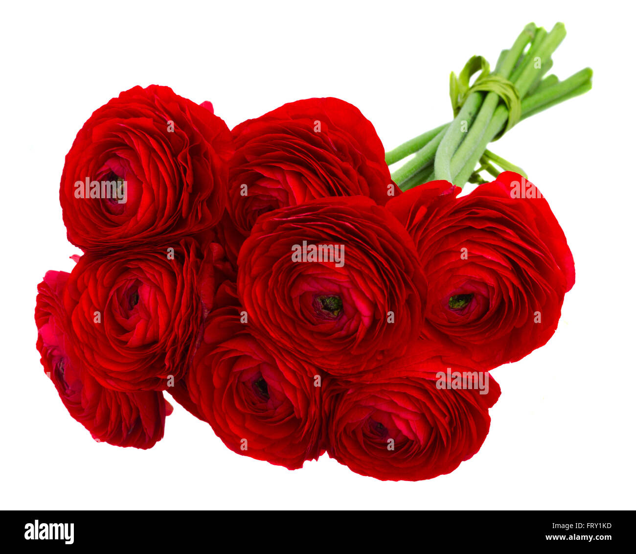 red ranunculus flowers Stock Photo - Alamy
