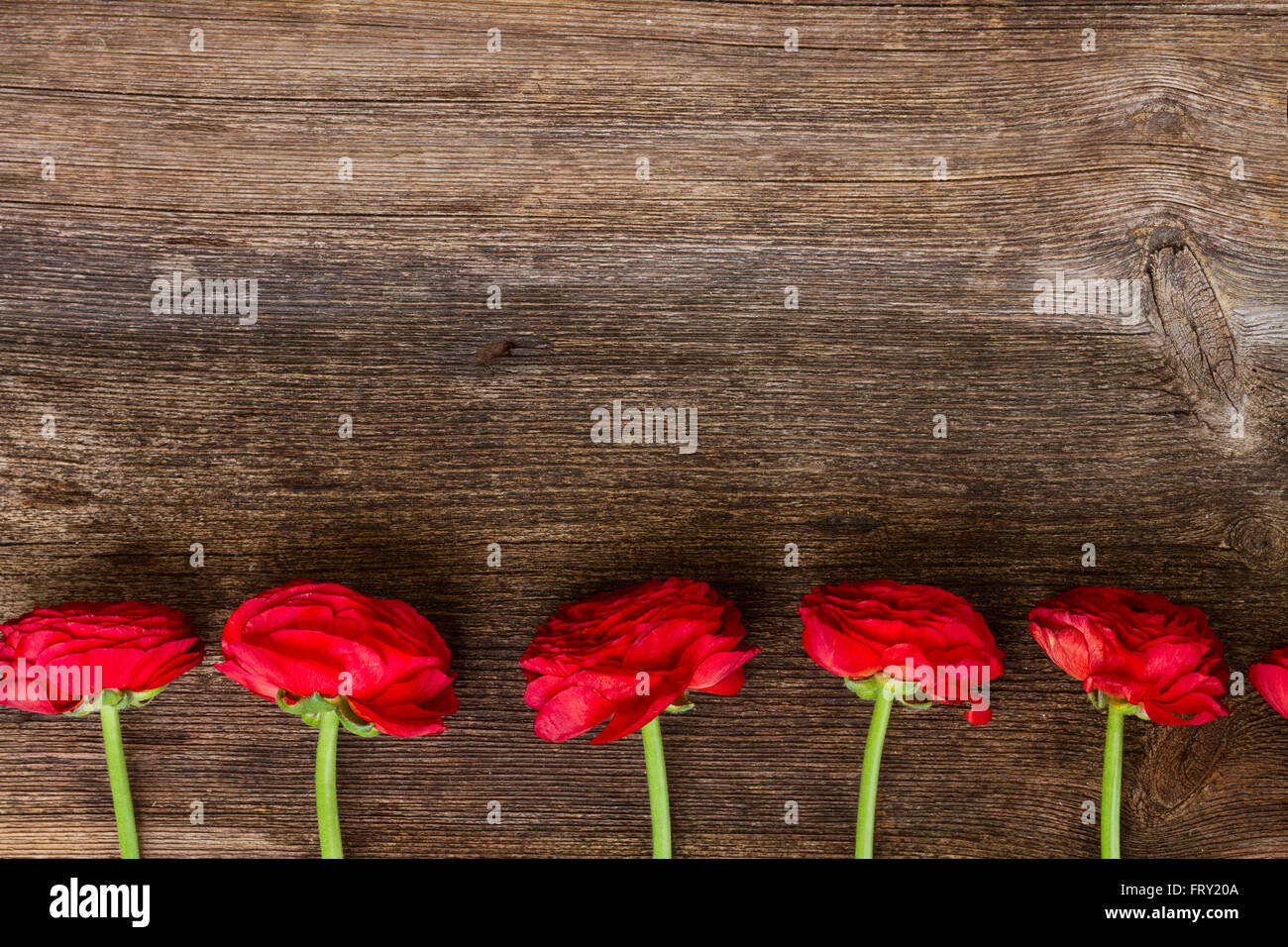 red ranunculus flowers Stock Photo - Alamy