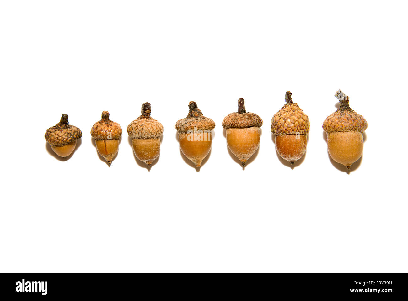 Acorn forest hi-res stock photography and images - Alamy