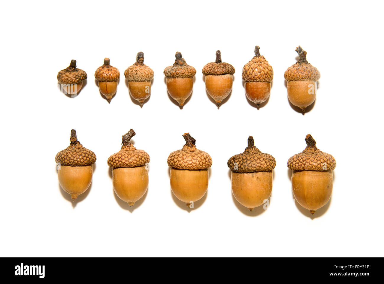 Many brown acorns with caps on over white Stock Photo - Alamy