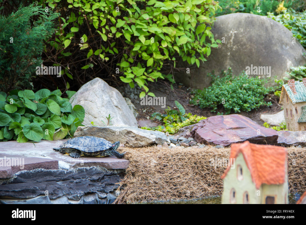 Crawling on a stone hi-res stock photography and images - Alamy