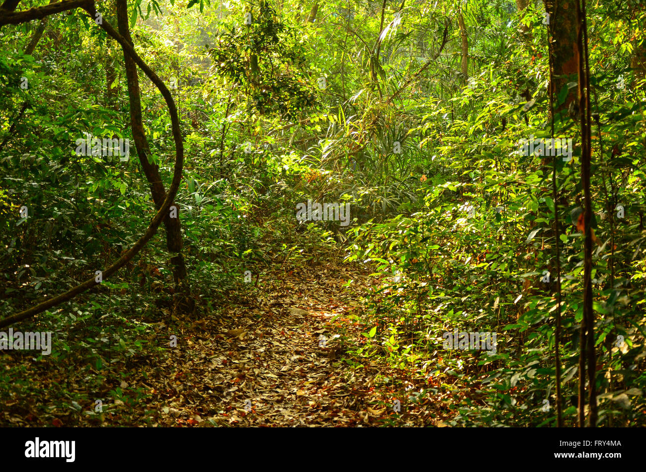 Dense deciduous forest path Stock Photo - Alamy