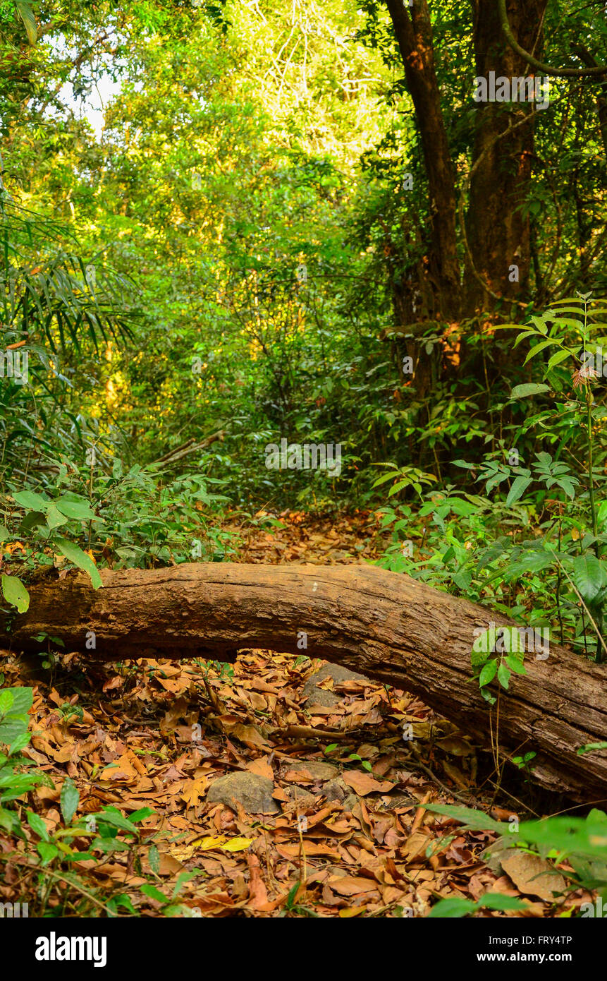 Deciduous forest path with a dead, fallen log blocking the way Stock ...