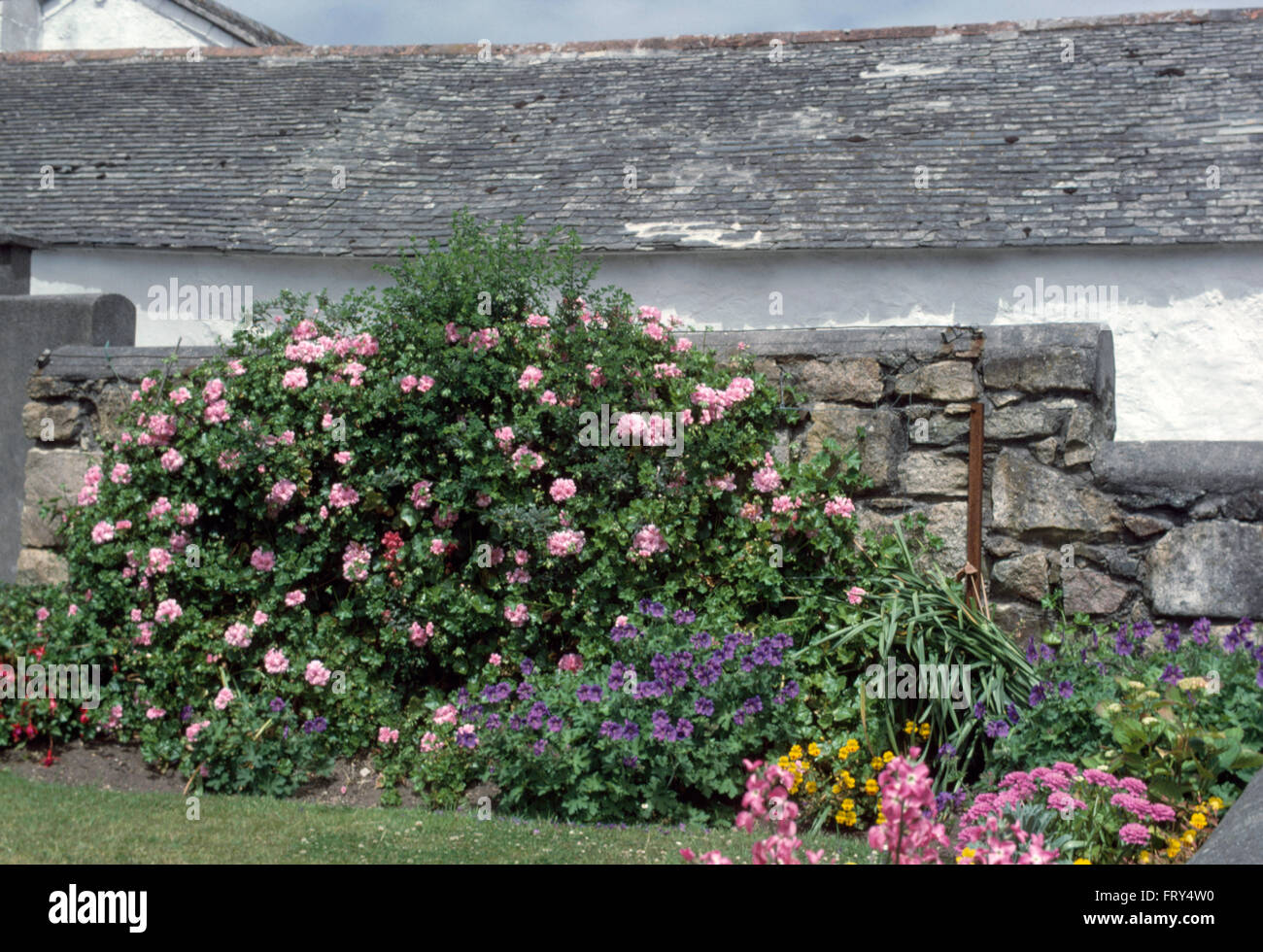 Pink roses and blue geraniums in summer border Stock Photo - Alamy