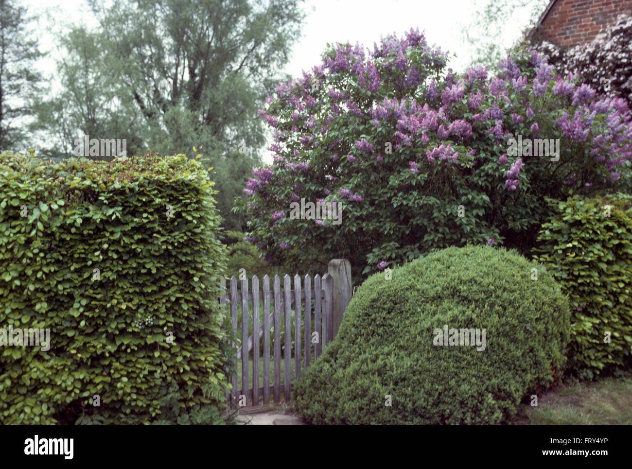 Hedge with gate hi-res stock photography and images - Alamy