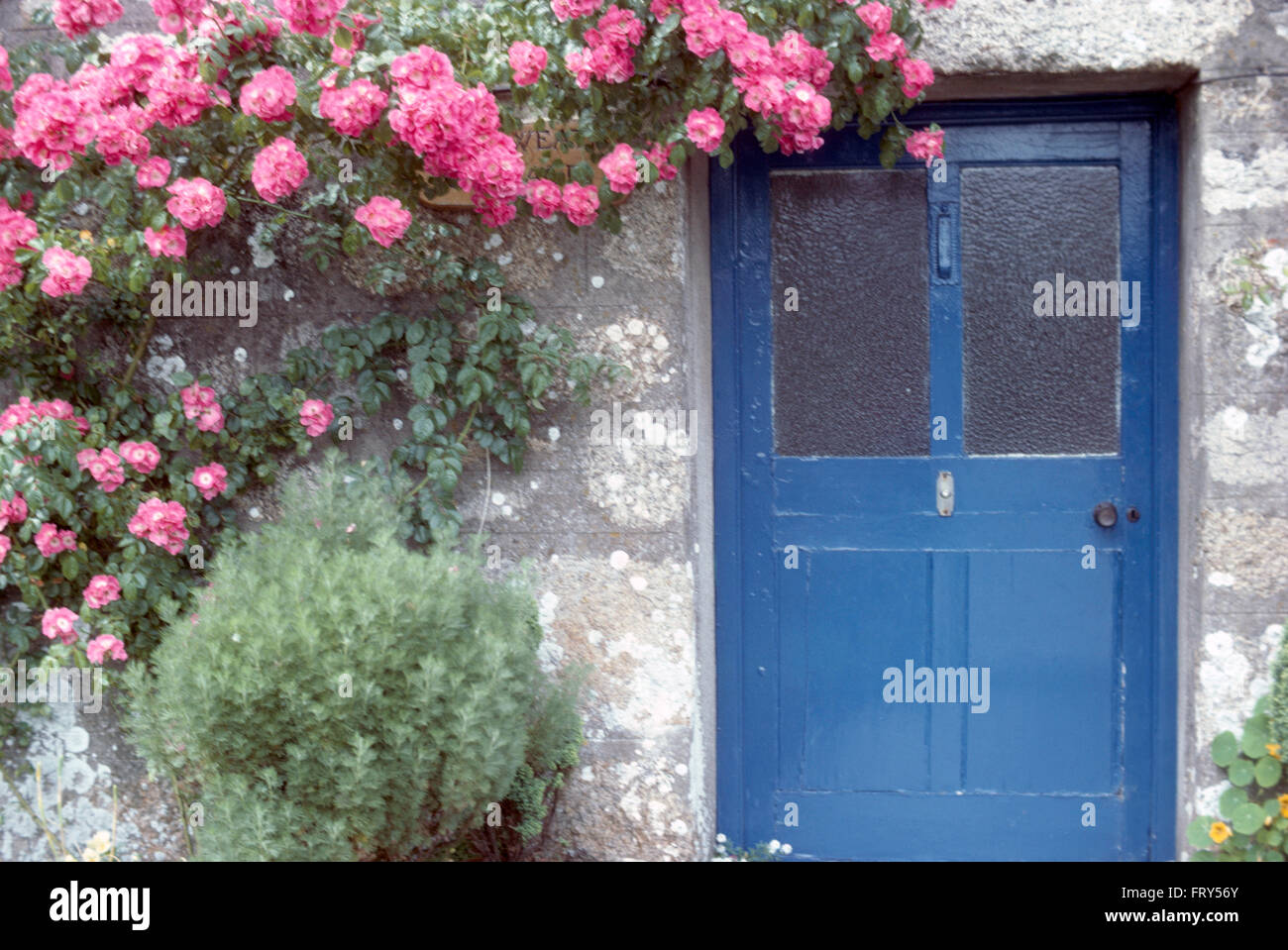 Close-up of pink climbing roses on a stone cottage with a blue front ...