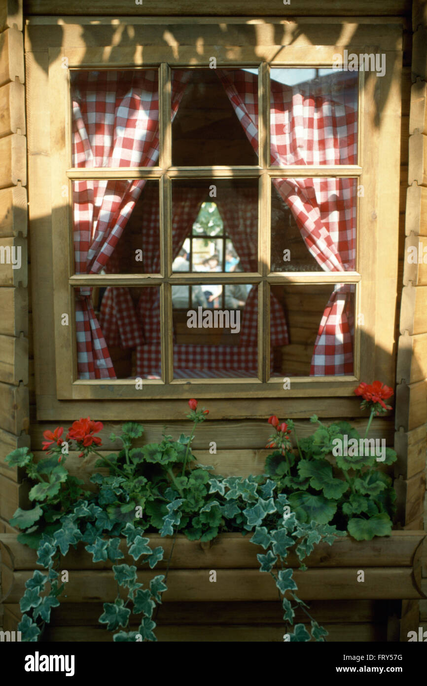 Close-up of window with red geraniums and trailing ivy in wooden window ...