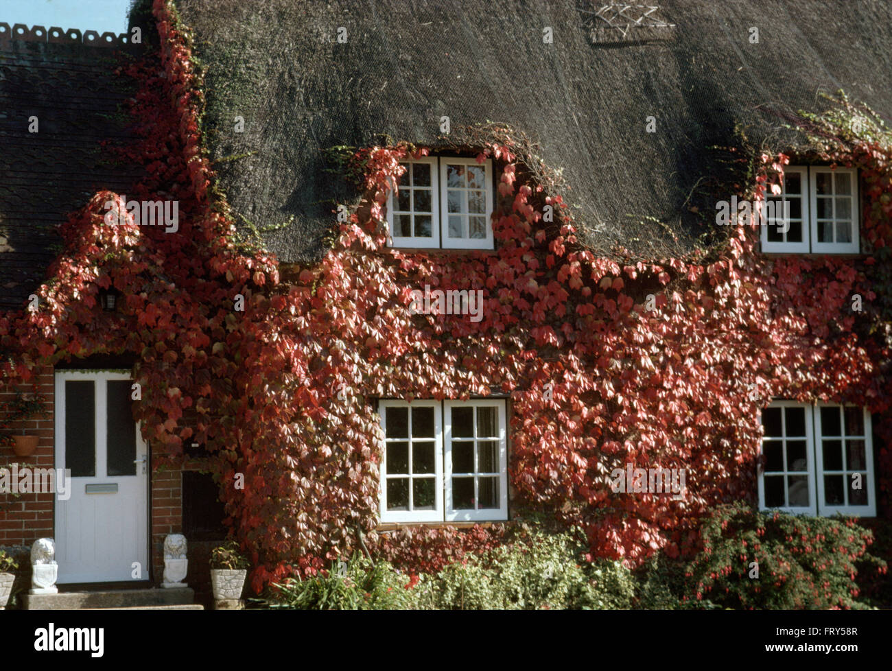 Exterior of a thatched cottage with Virginia Creeper on the walls Stock ...