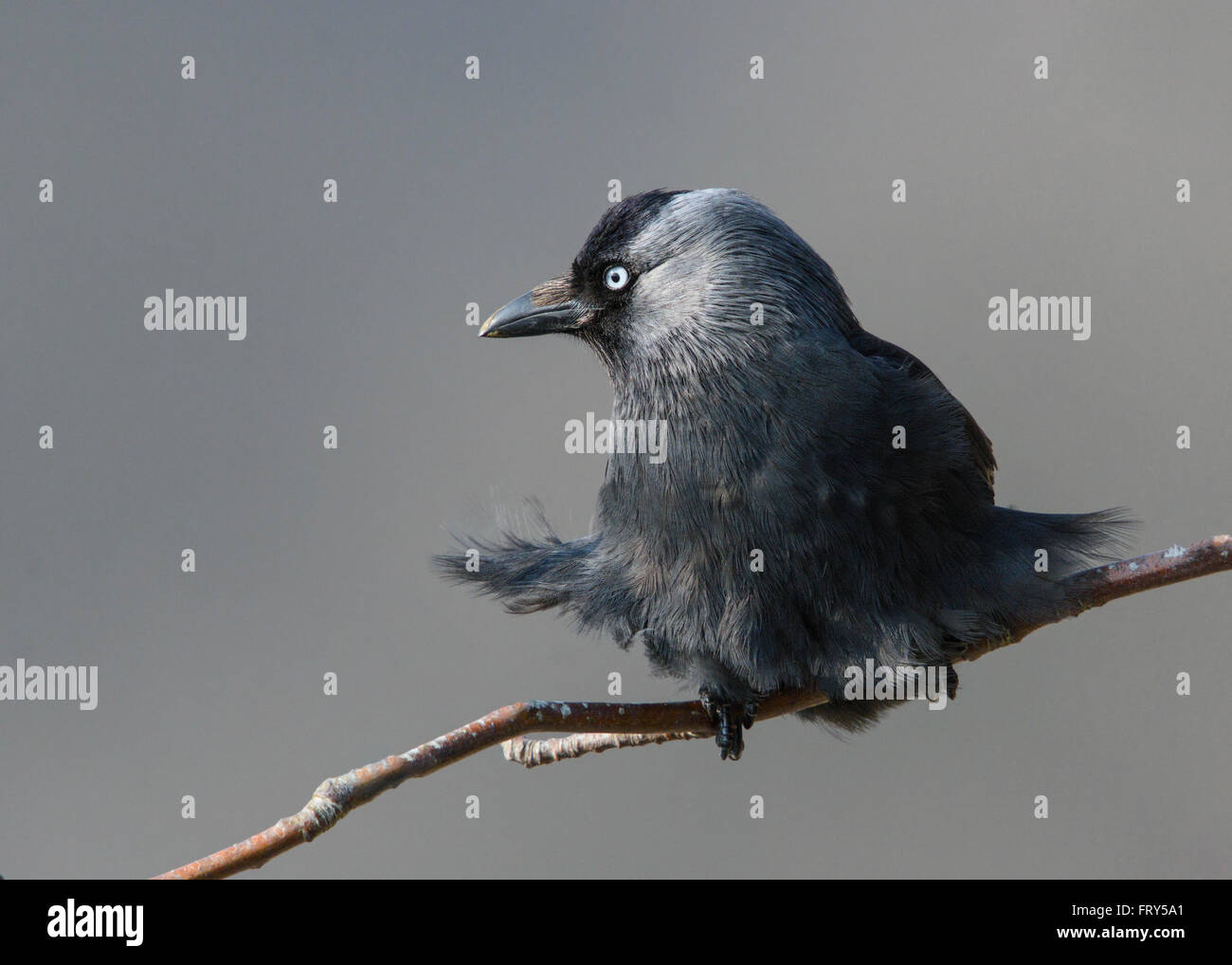 Jackdaw perched on a branch looking toward the light, with feathers ...
