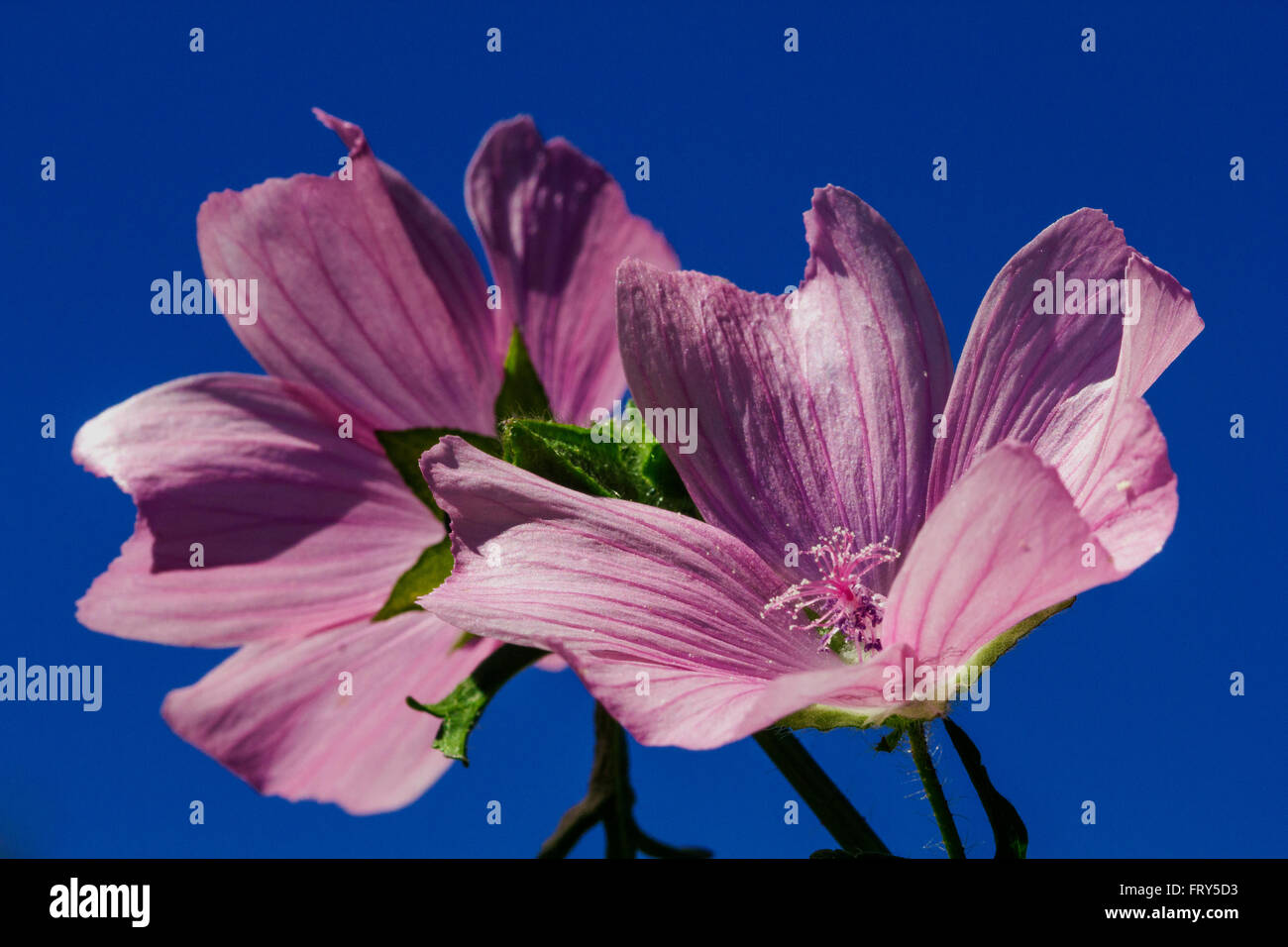 Two Common Mallow Flowers (Malva sylvestris) Against a Blue Sky Stock ...
