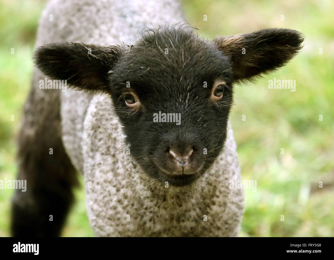 A lamb from shepherd Theo Stallmeister stands on the meadow in Duisburg ...