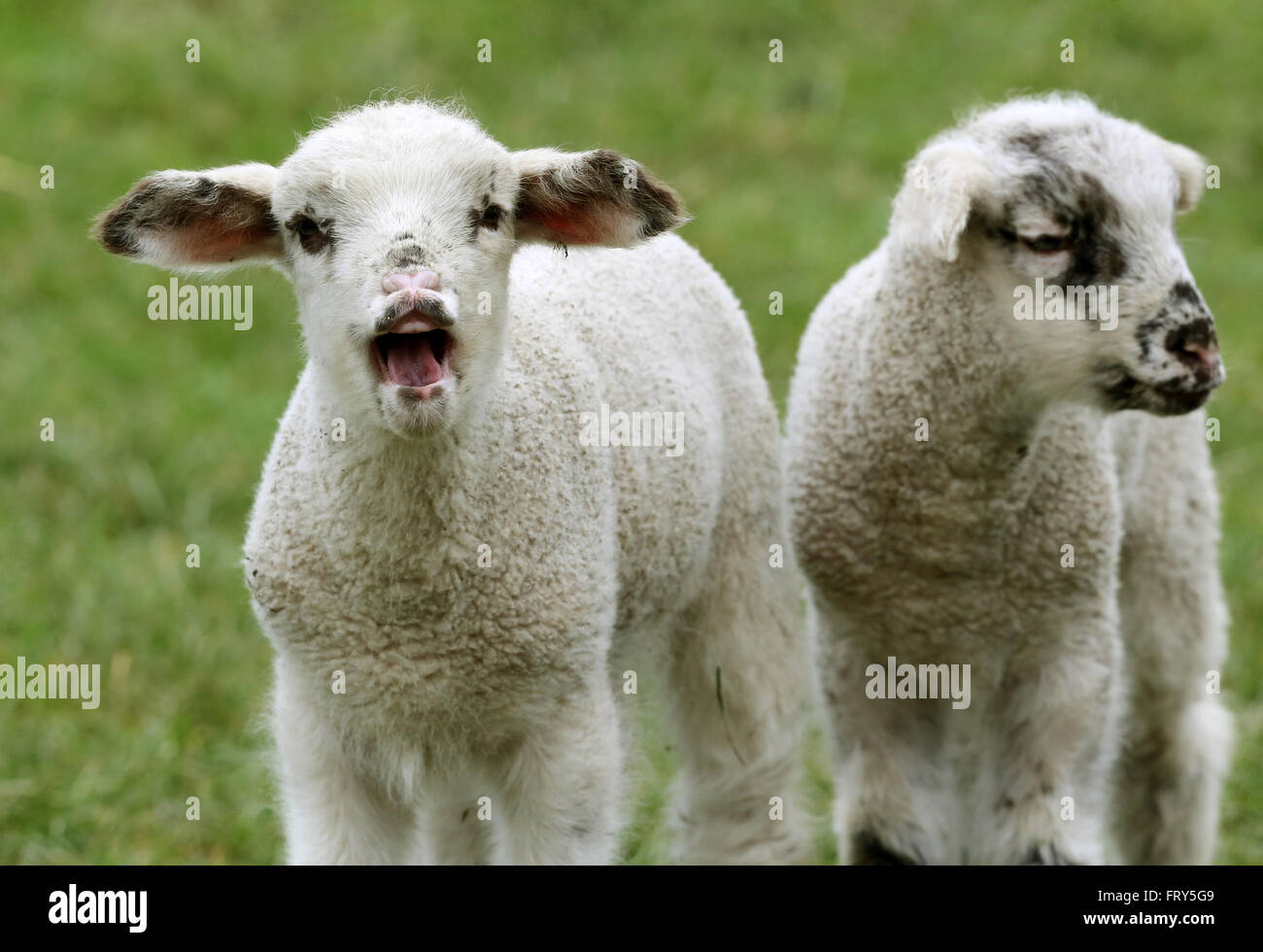Two lambs from shepherd Theo Stallmeister stand on the meadow in ...