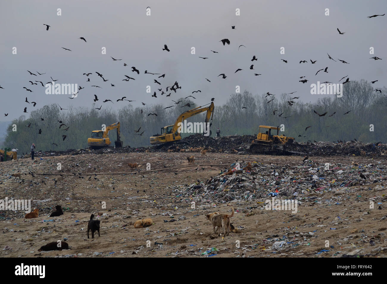 Amid security, SMC resumes garbage dumping at Achan Stock Photo - Alamy