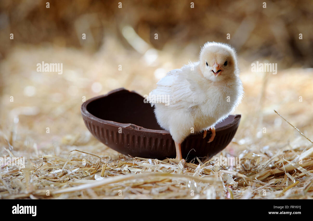 A newly hatched chick is very egg-cited for Easter and can't wait to ...
