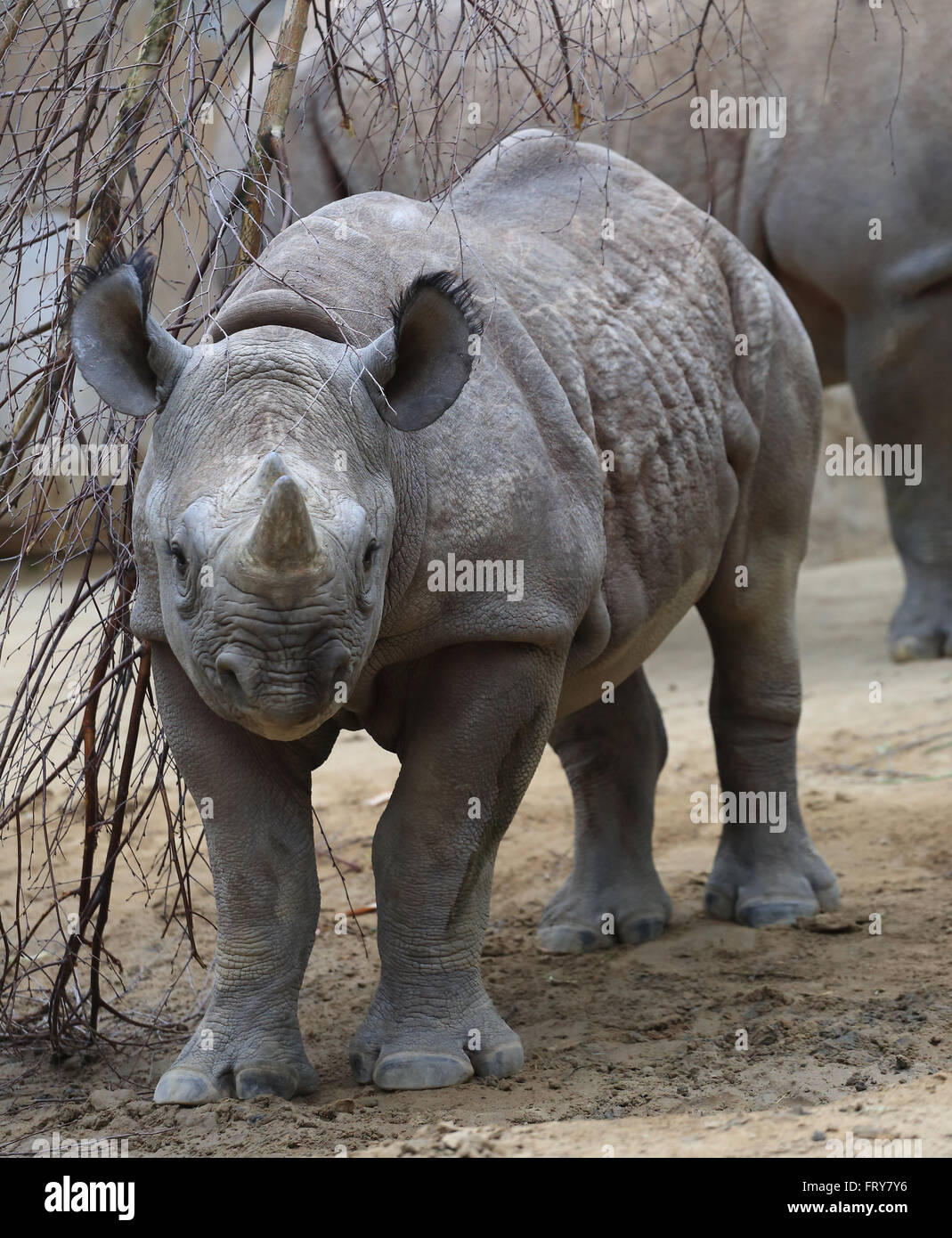 Magdeburg, Germany. 24th Mar, 2016. Black rhino Makibo pictured at the ...