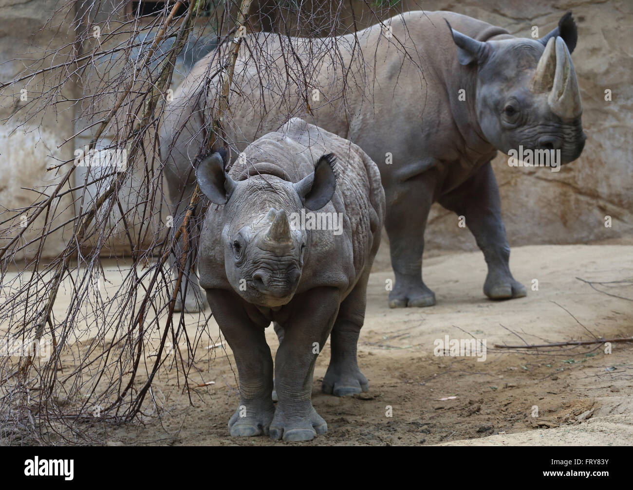 Magdeburg, Germany. 24th Mar, 2016. Black rhino Makibo pictured at the ...