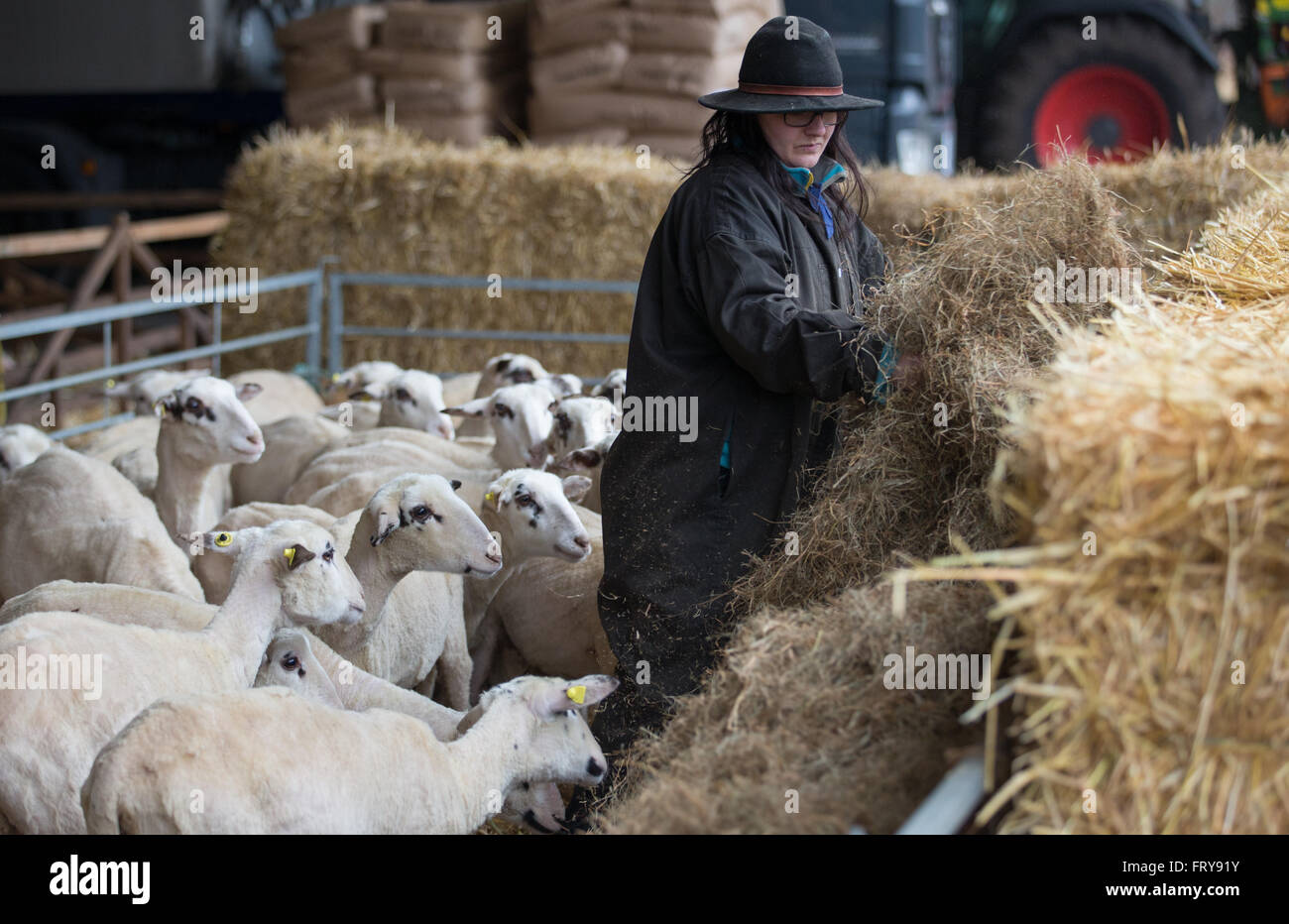 Lengerich, Germany. 04th Mar, 2016. Shepherd apprentice Sarah Twente ...