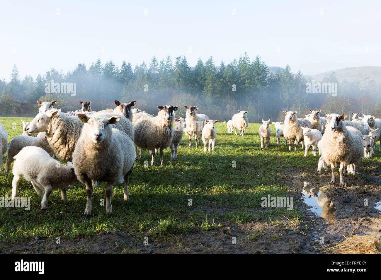 Sheep in a field facing forwards. Credit: Ian Jones/Alamy Live News ...