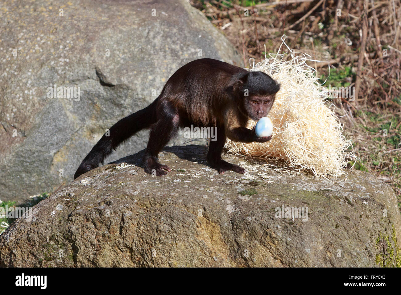 Edinburgh. Scotland. 25th March. The capuchins and squirrel monkeys ...