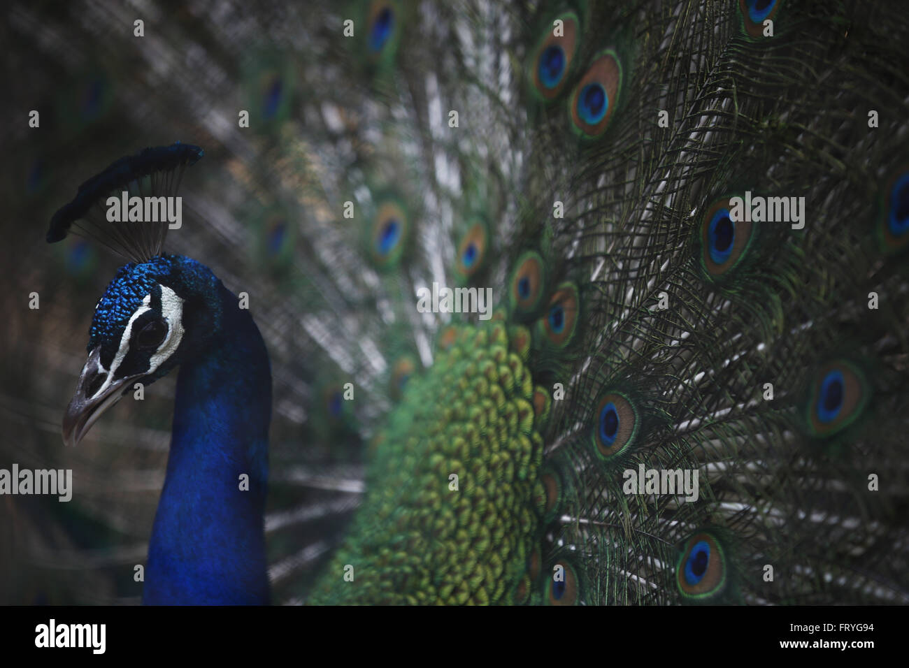Lalitpur, Nepal. 25th Mar, 2016. A peacock spreads its feather at ...