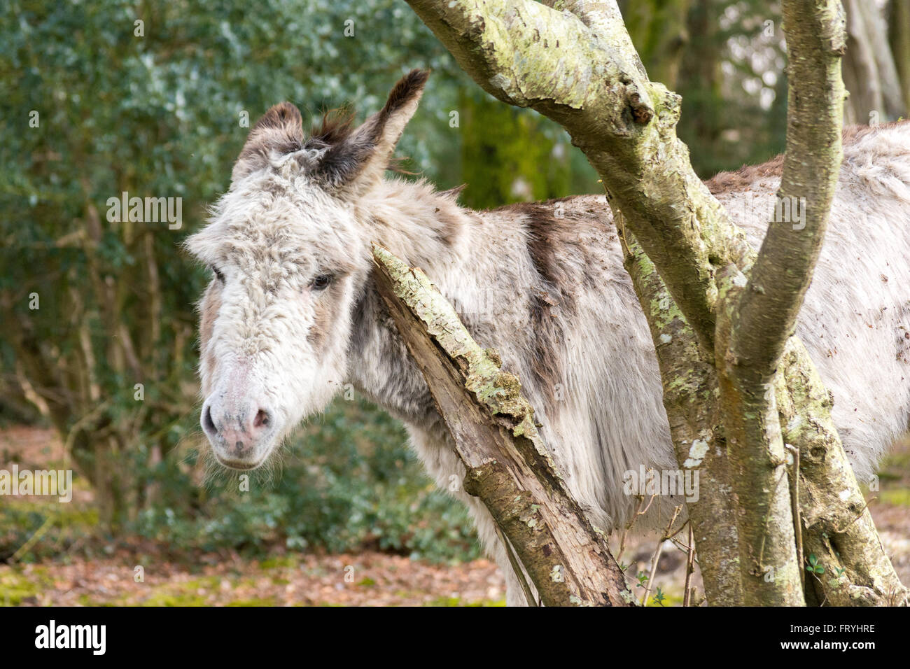 New Forest donkey scratching its neck on a broken pointed tree branch ...