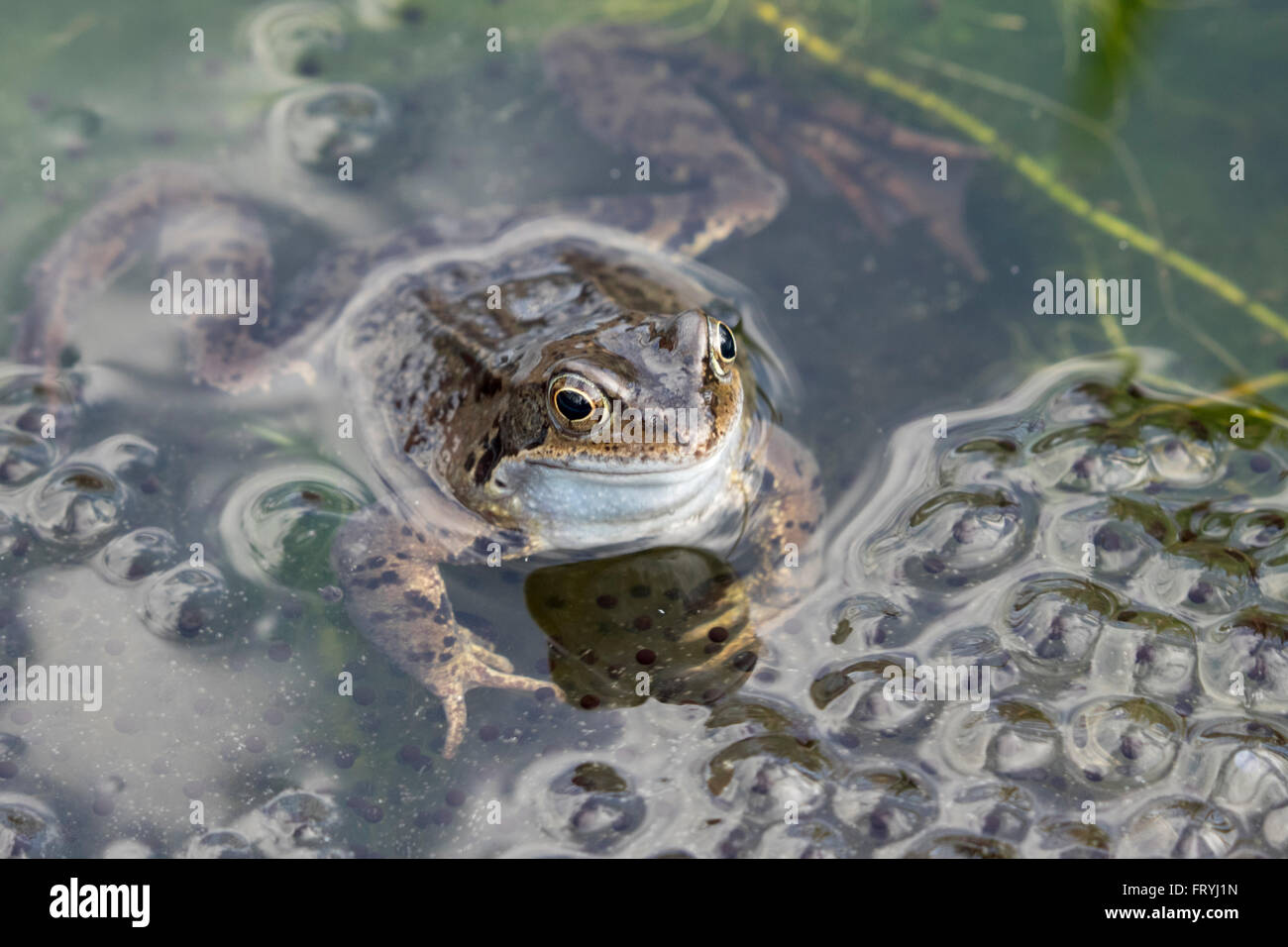 Alamy frog hi-res stock photography and images - Alamy