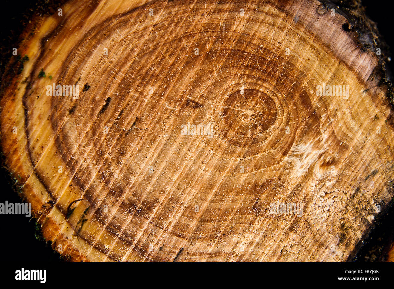 Close up view of cross section of tree trunk showing growth rings ...