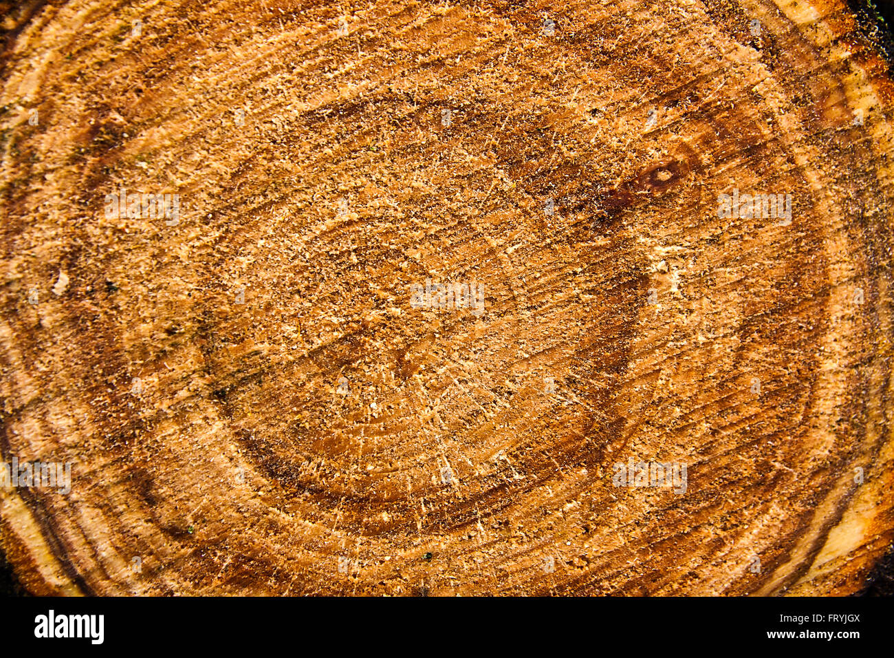 Close up view of cross section of tree trunk showing growth rings ...