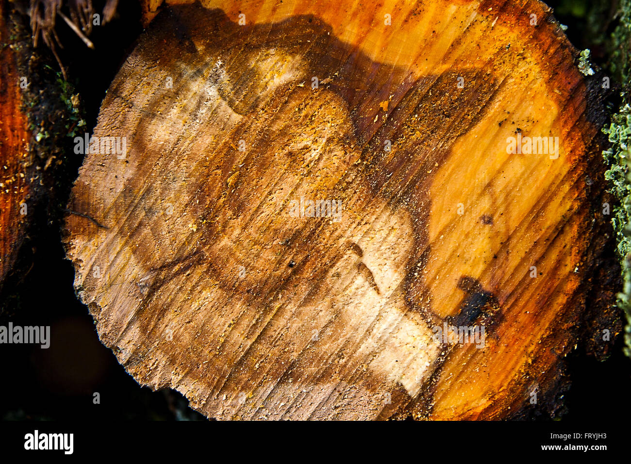 Close up view of cross section of tree trunk showing growth rings ...