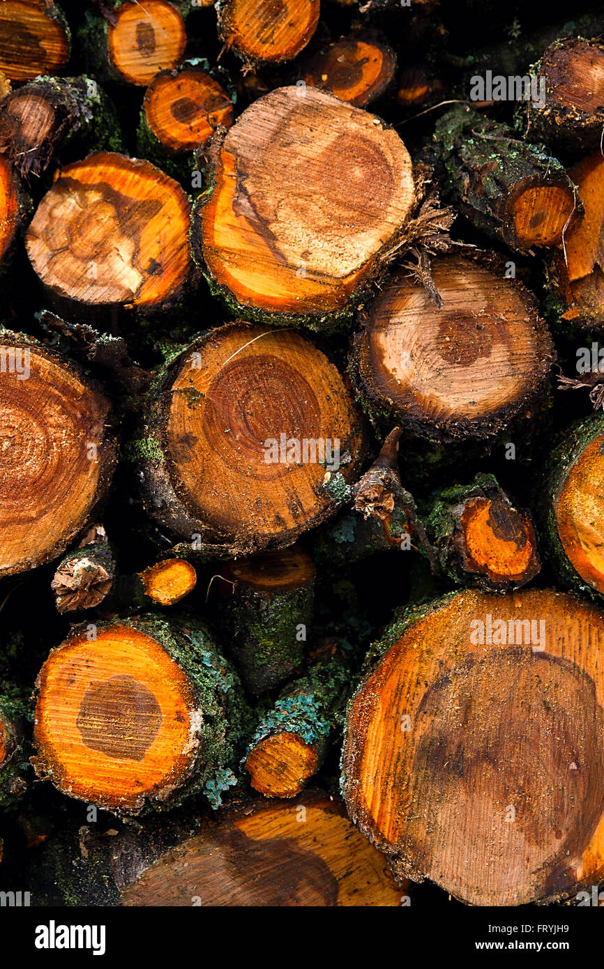 Log texture hi-res stock photography and images - Alamy