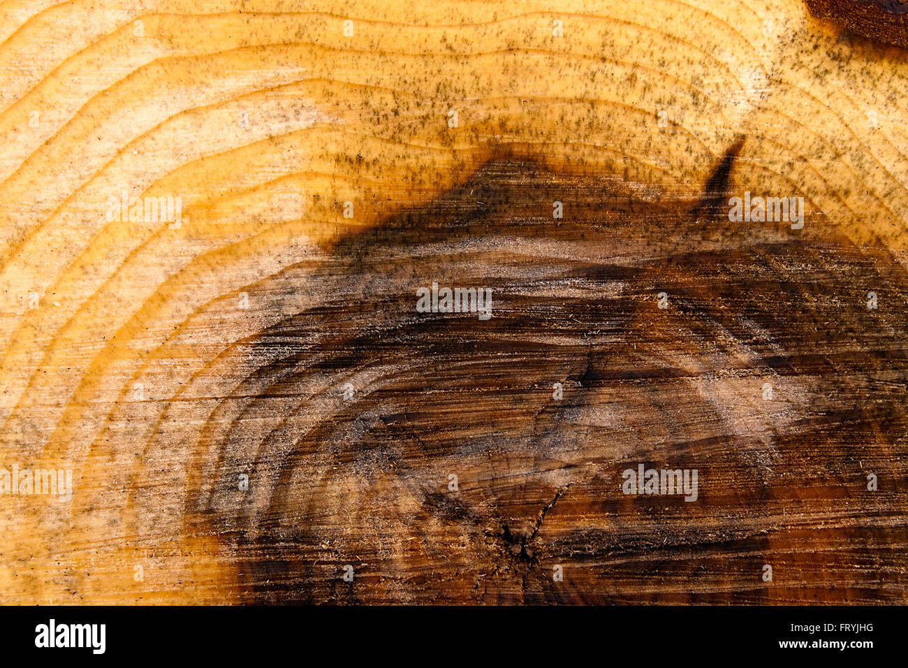 Close up view of cross section of tree trunk showing growth rings ...