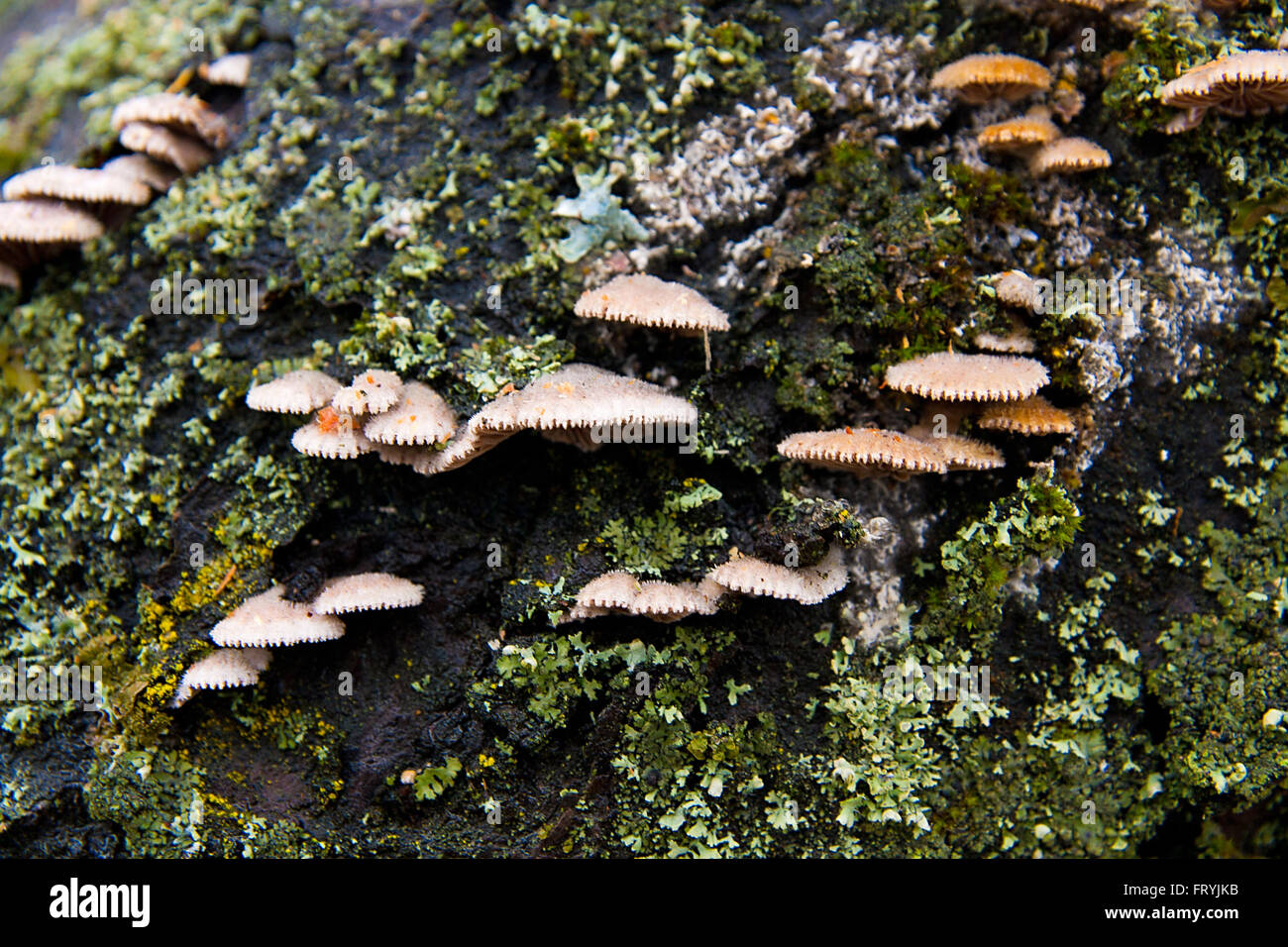Colorful tree mushrooms on an old trunk with natural background ...