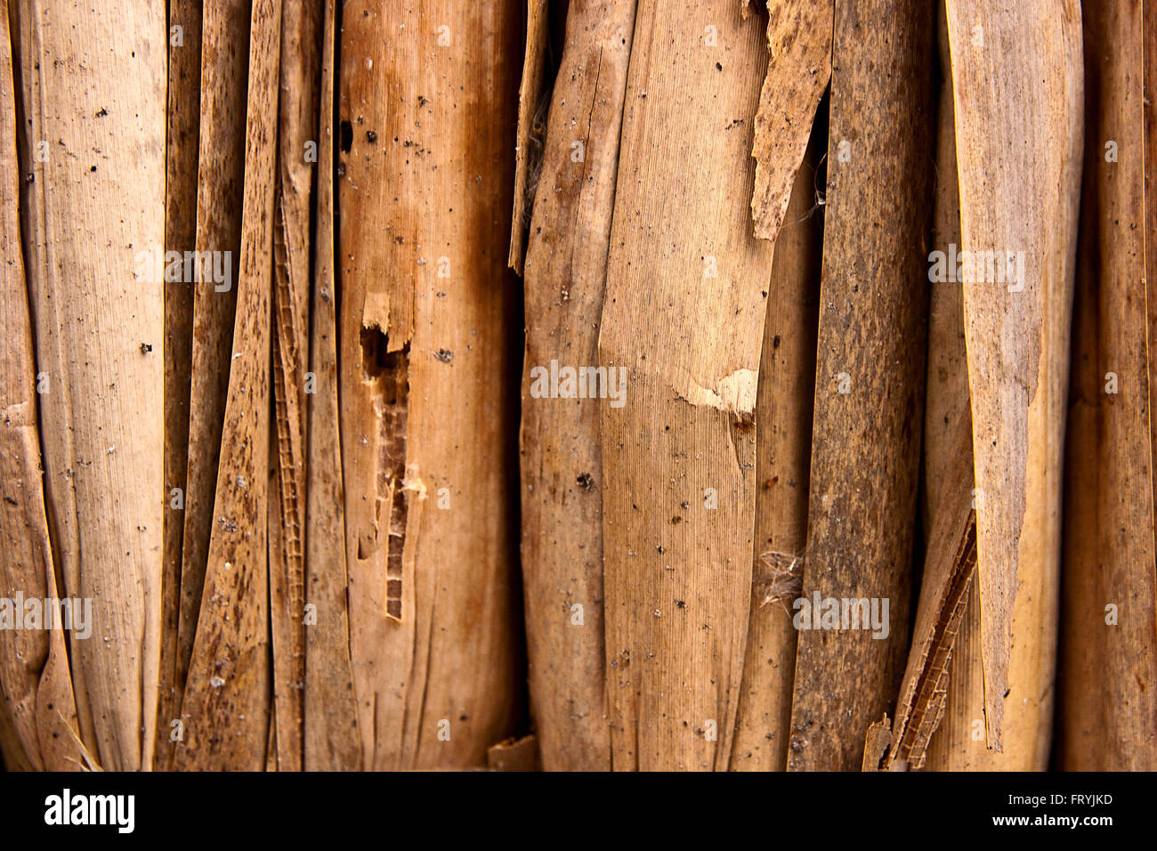 Close up view of decorative old reed wall of fence as natural ...