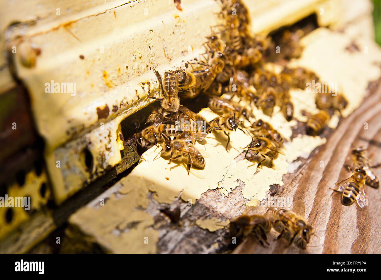 Plenty of bees at the entrance of beehive in apiary. Busy bees, close ...