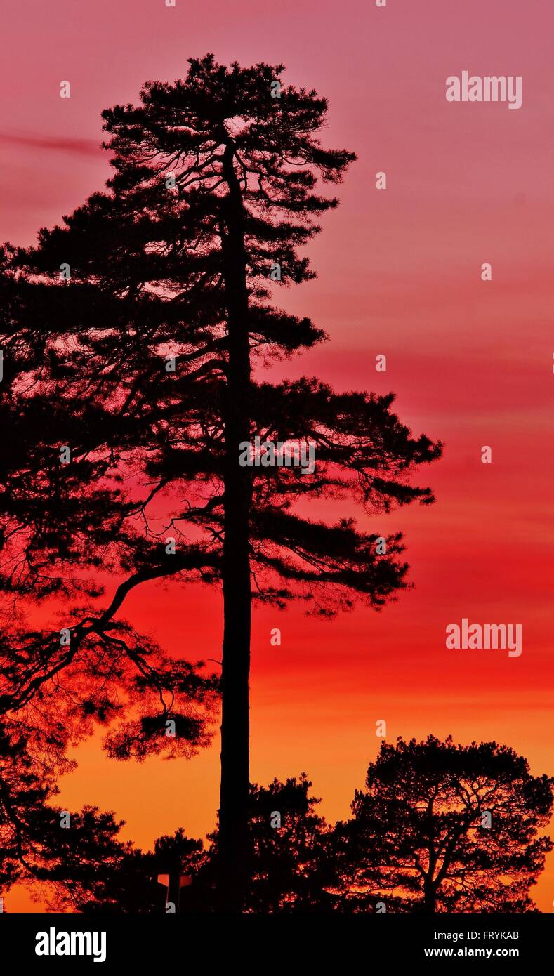 A tree in the evening Stock Photo - Alamy