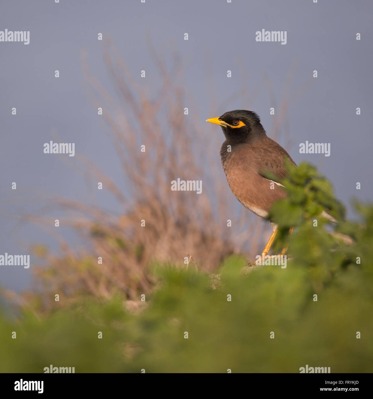 Indian myna bird hi-res stock photography and images - Alamy