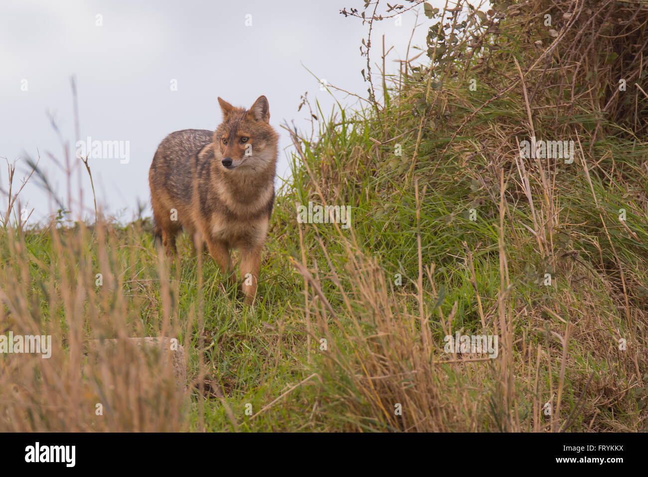 Golden Jackal (Canis aureus), also called the Asiatic, Oriental or ...