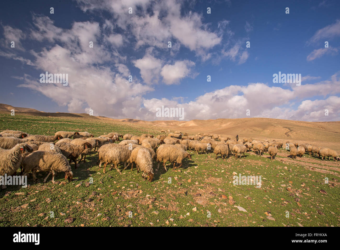 Israel field sheep hi-res stock photography and images - Alamy