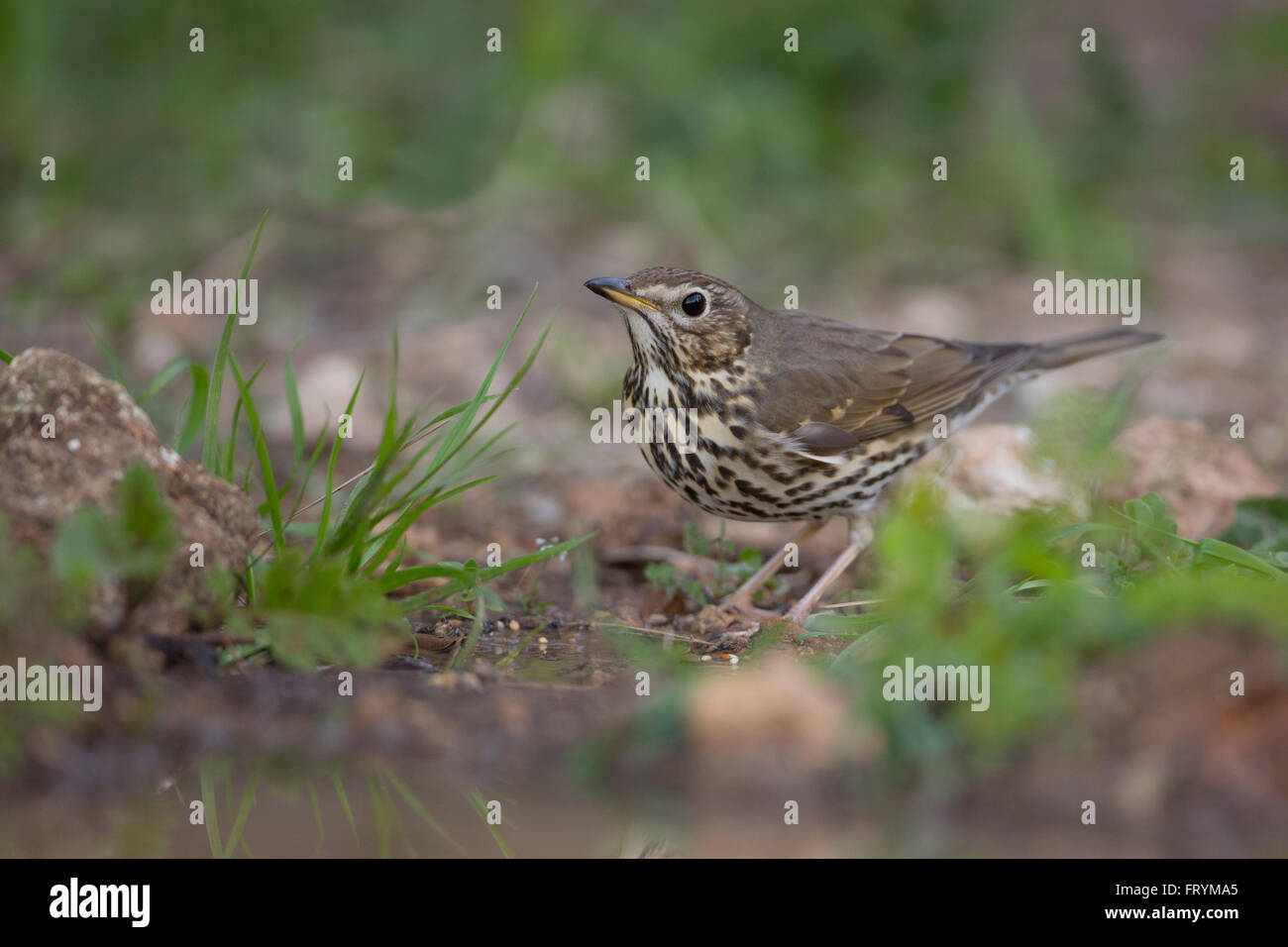 Thrush and bird hi-res stock photography and images - Alamy
