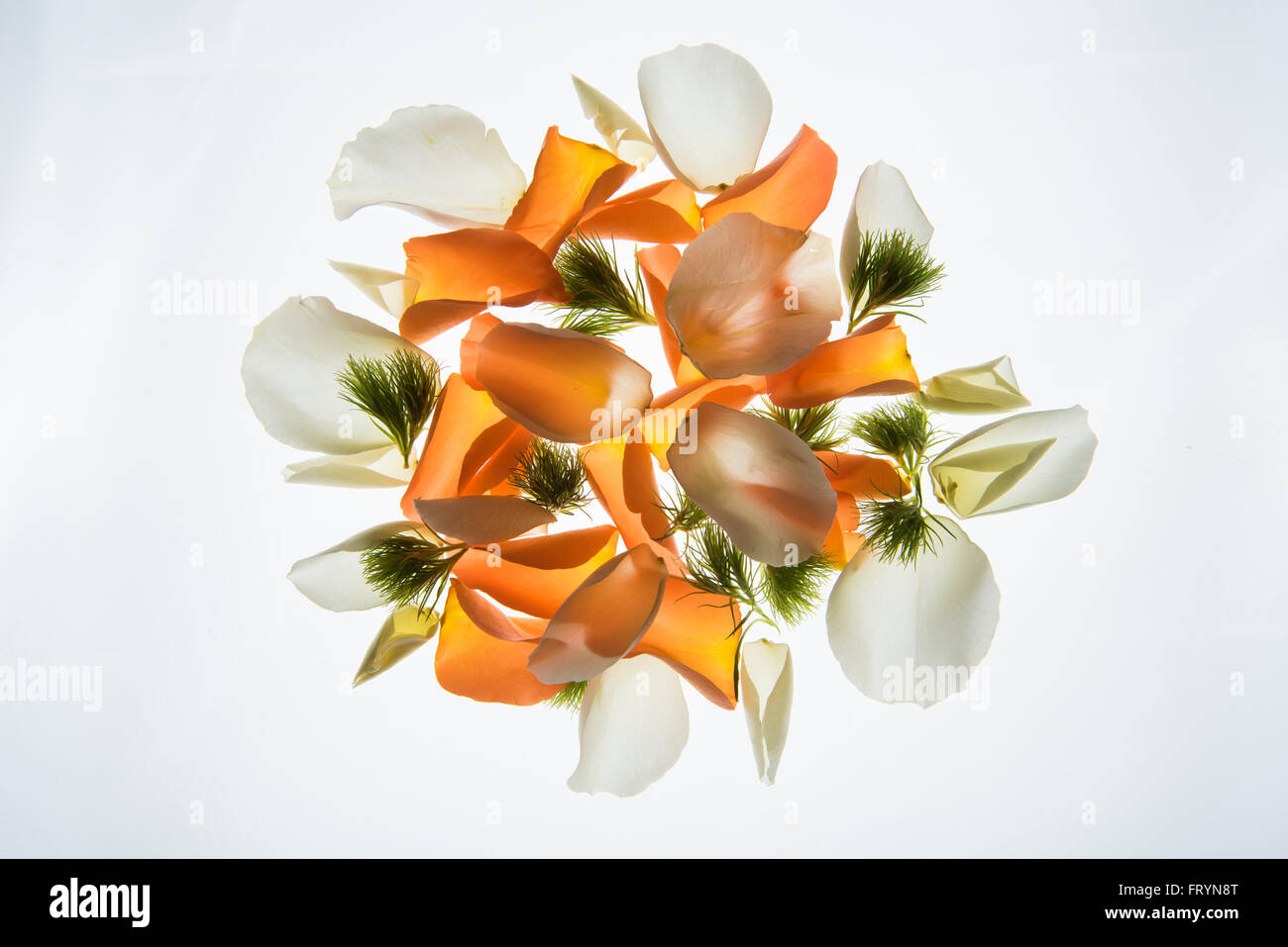 Light box flowers hi-res stock photography and images - Alamy