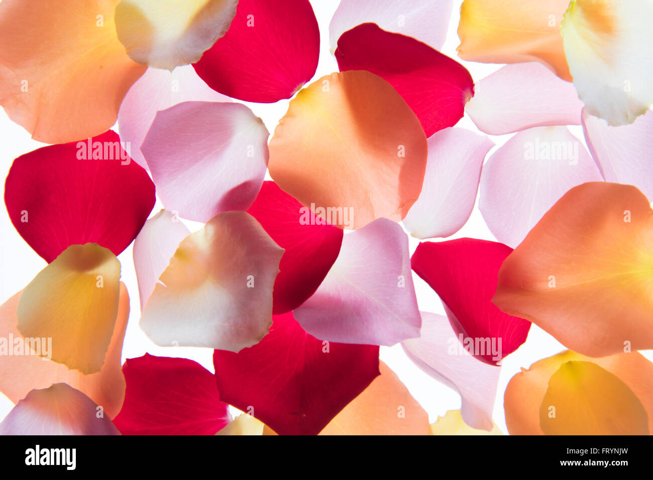 Light box flowers hi-res stock photography and images - Alamy