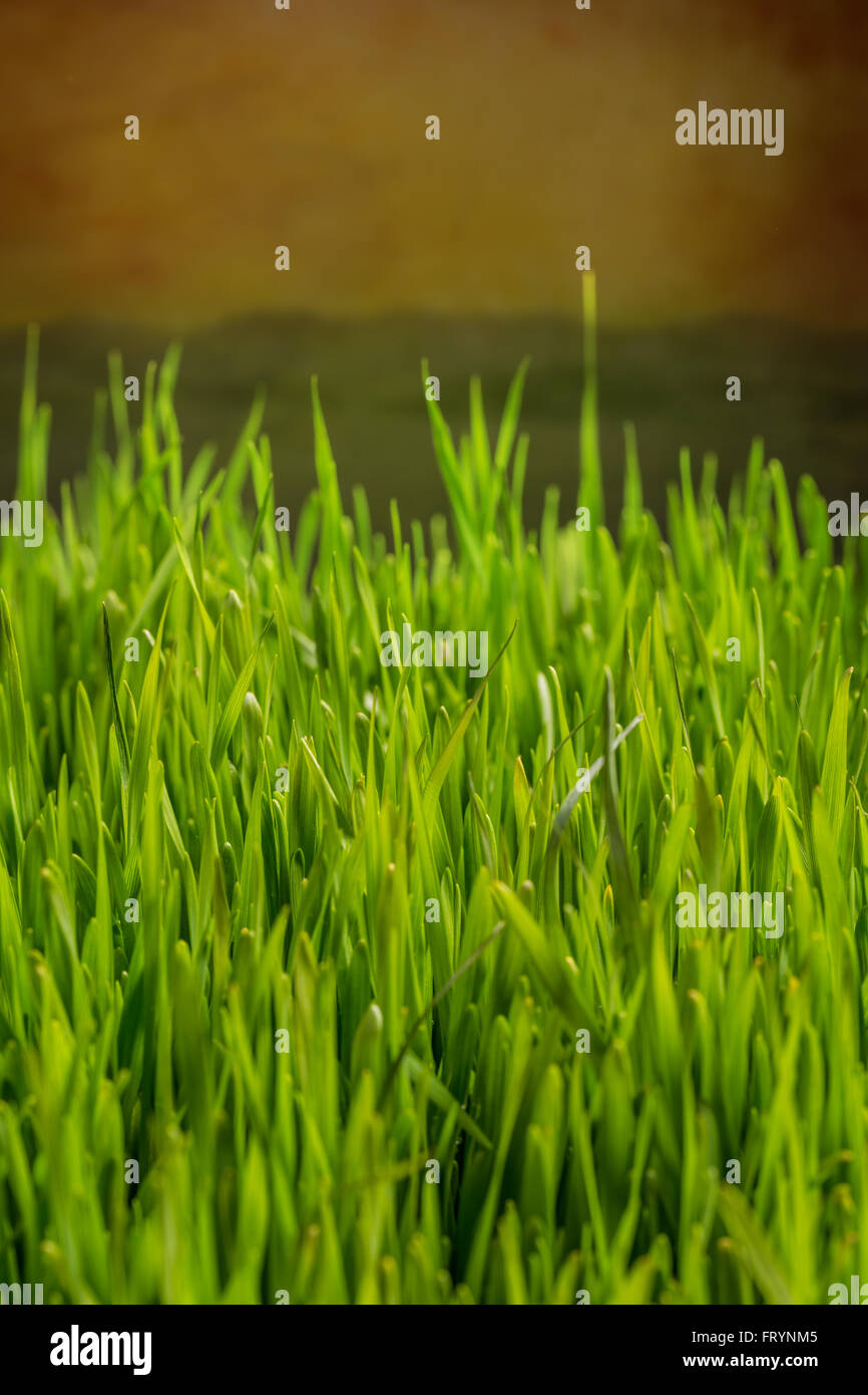 Green grass background with space for text Stock Photo - Alamy