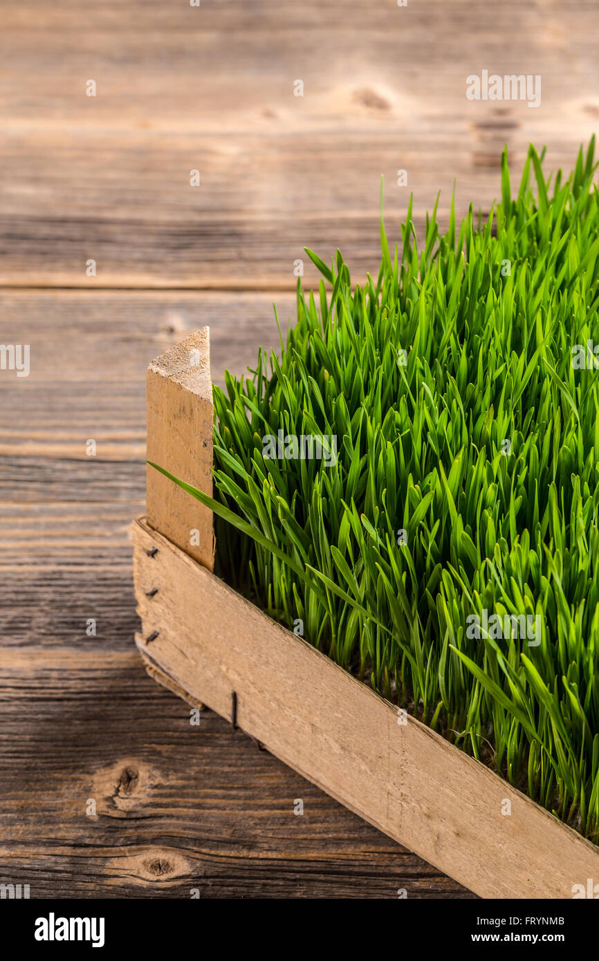 Young green sprouts of the wheat in wooden crate Stock Photo - Alamy