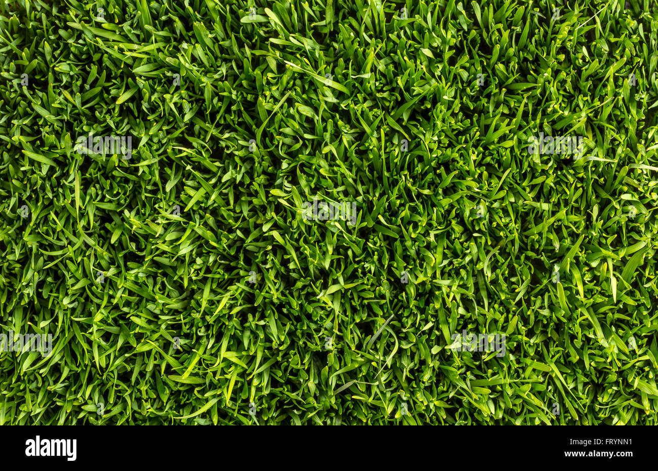 Green grass, natural background texture Stock Photo - Alamy