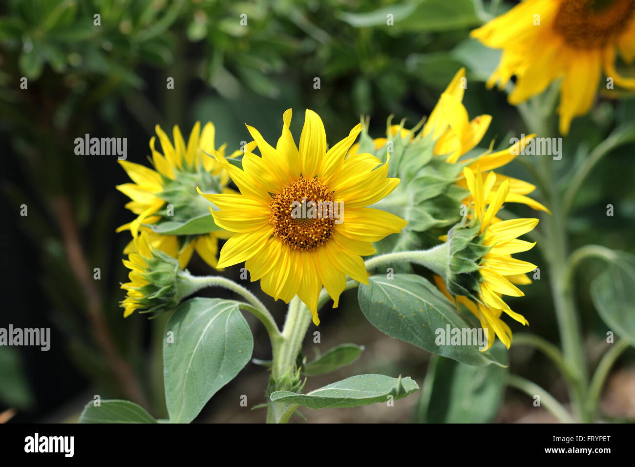 Multi head sunflowers Stock Photo - Alamy