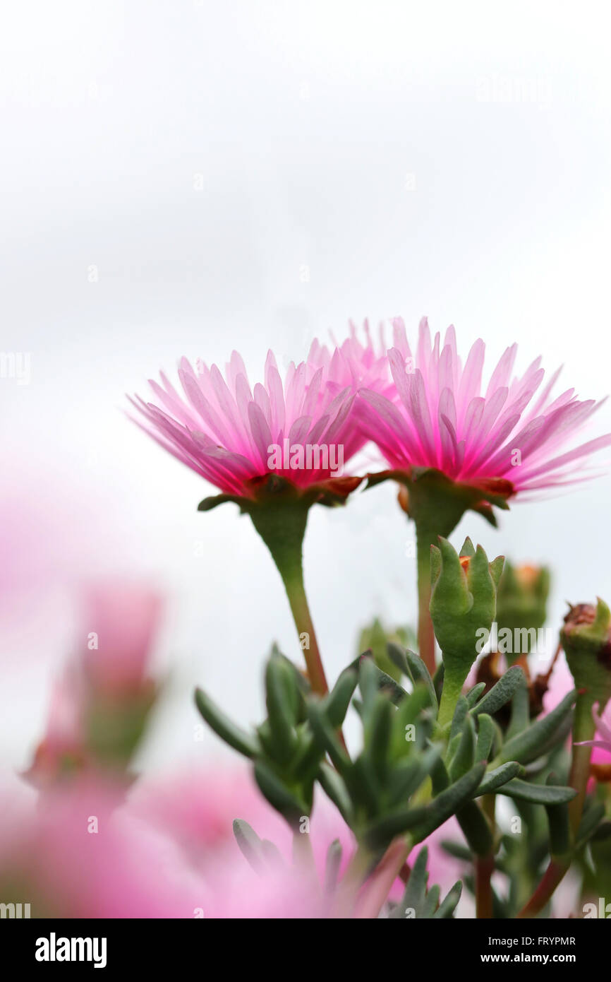 Hot pink pig face flowers hi-res stock photography and images - Alamy