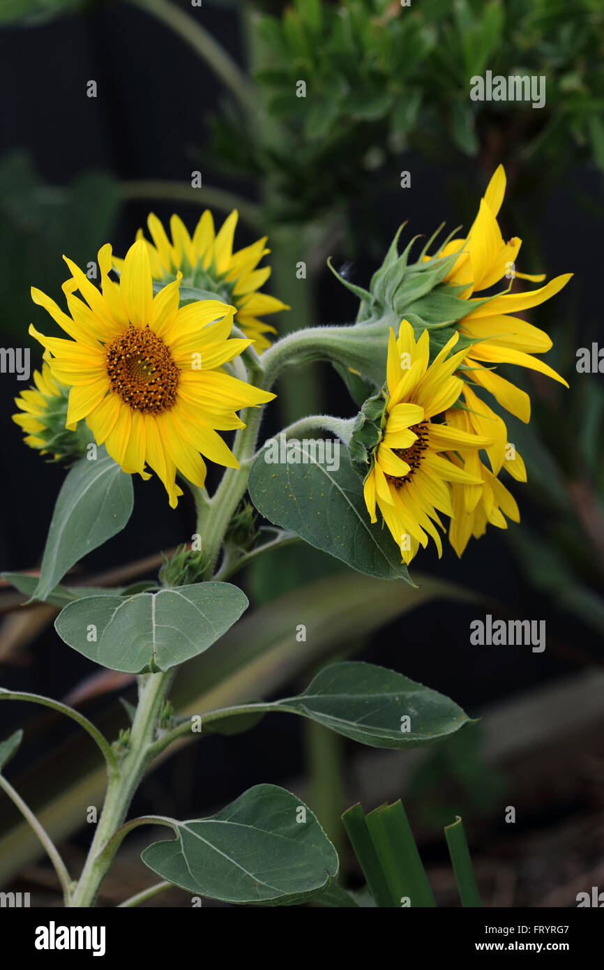 Multi head sunflowers Stock Photo - Alamy